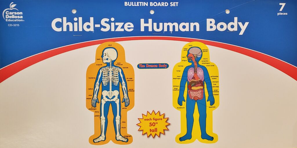 Child-Size Human Body Bulletin Board Set - Home Messenger
